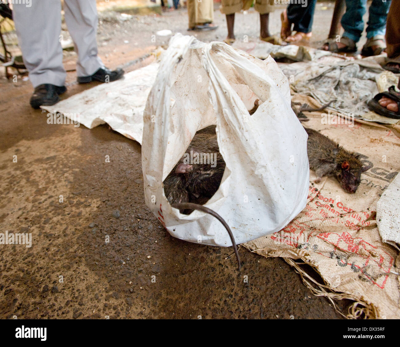 a night's catch of rats is counted the wards 4 night rat killers as ...