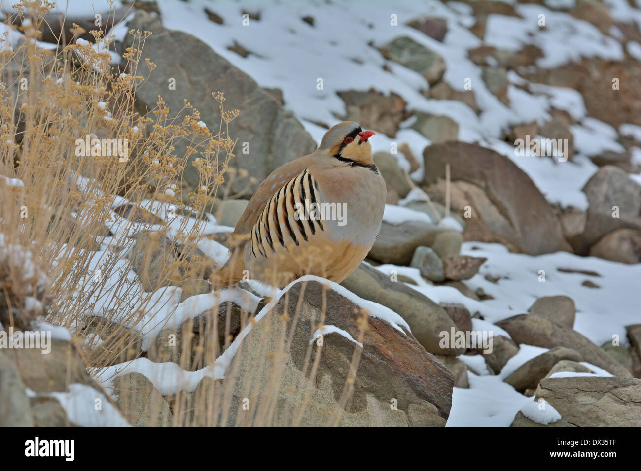Chukar Partridge or Chukar (Alectoris chukar) against a blue sky in ...