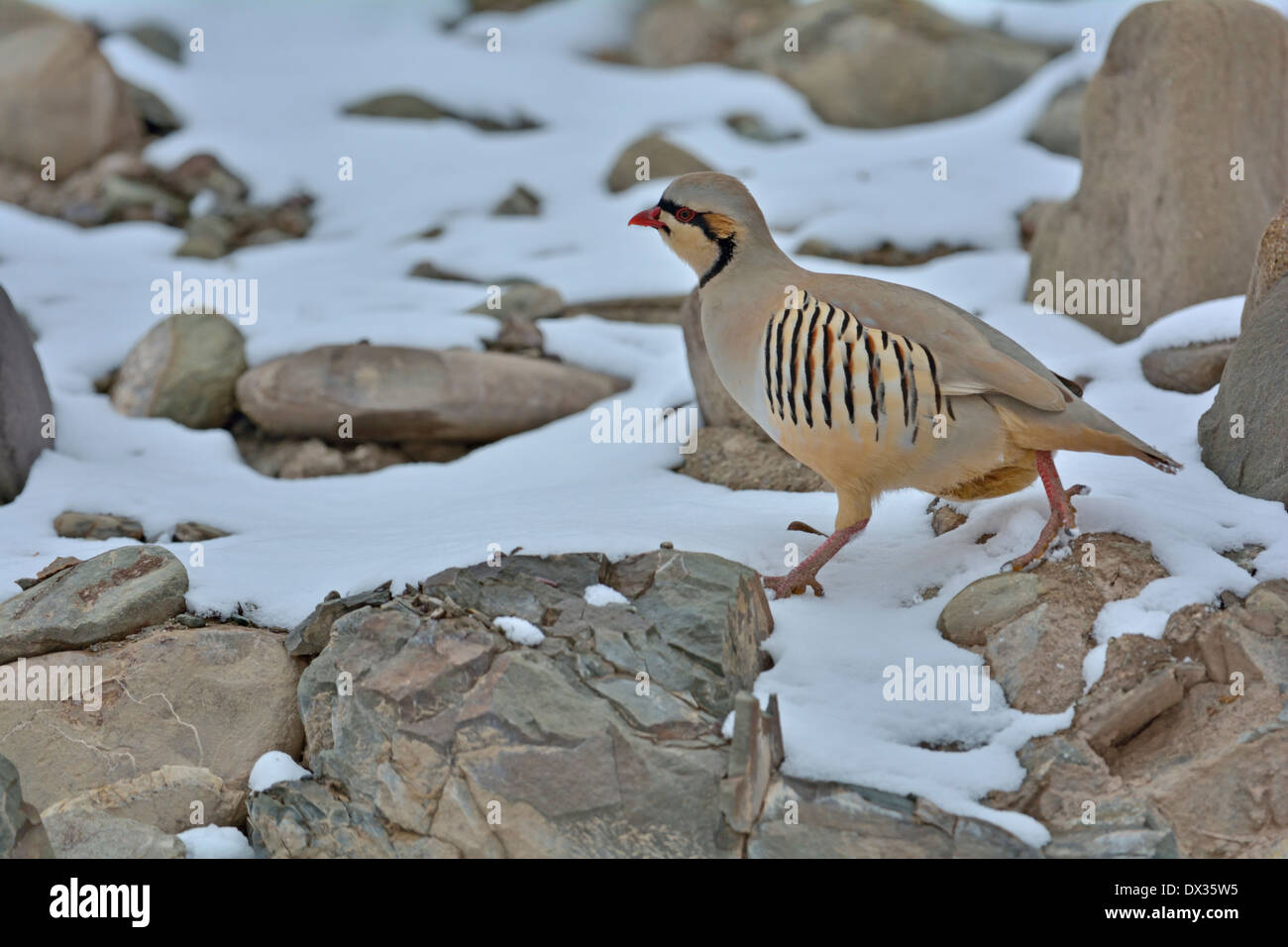 Chukar Partridge or Chukar (Alectoris chukar) against a blue sky in ...