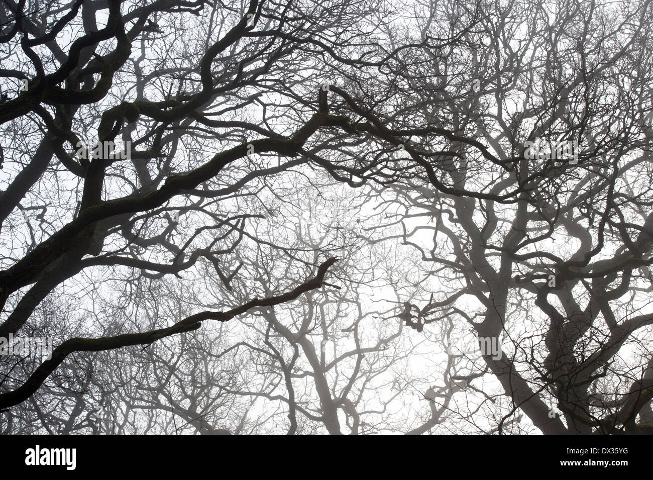 Quercus Oak Tree Branches Silhouette In The Misty English Oak Tree In