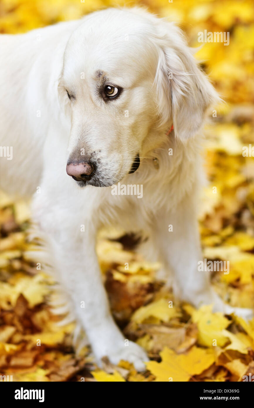 Golden labrador retriever hi-res stock photography and images - Alamy
