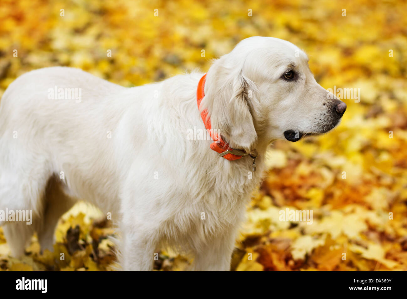 Golden labrador retriever hi-res stock photography and images - Alamy