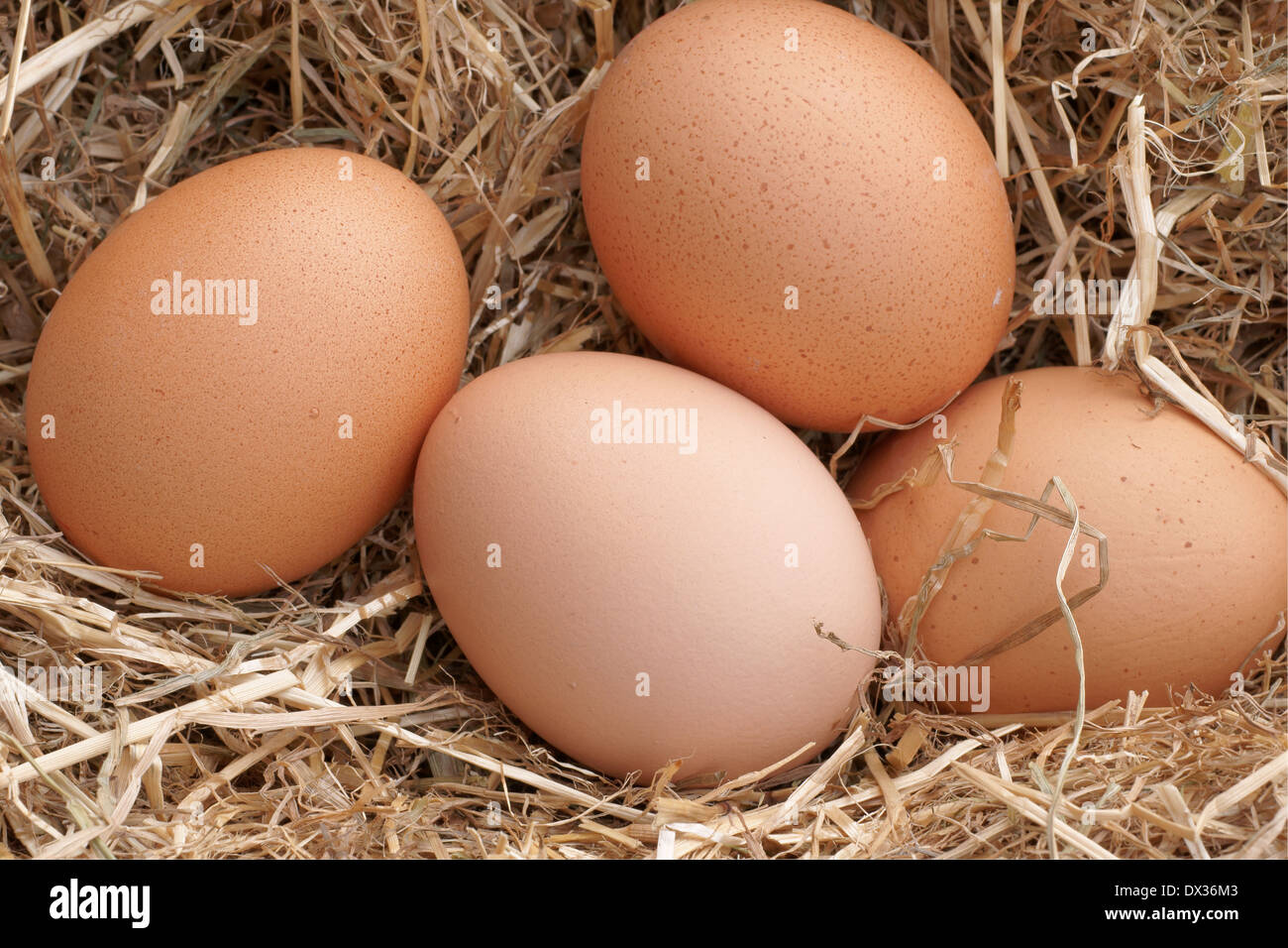 Egg laying hens hi-res stock photography and images - Alamy