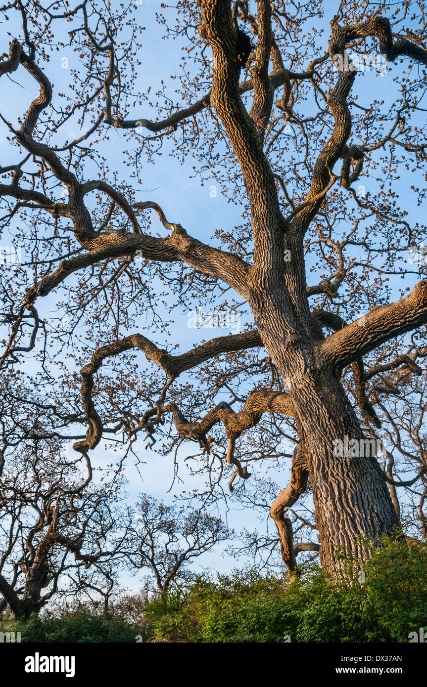 Tree Garry Oak High Resolution Stock Photography and Images - Alamy