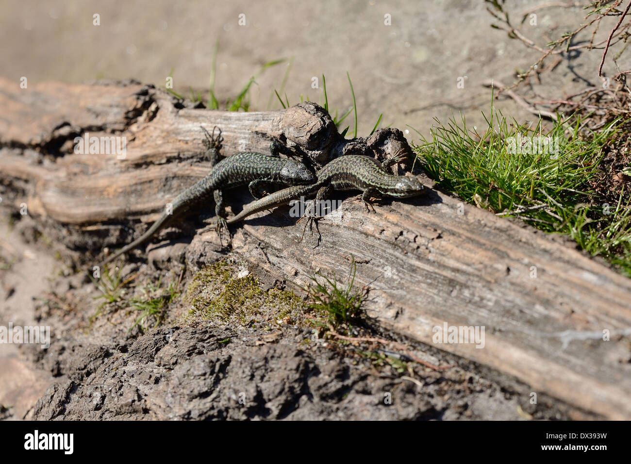 Two lizards embracing Stock Photo - Alamy