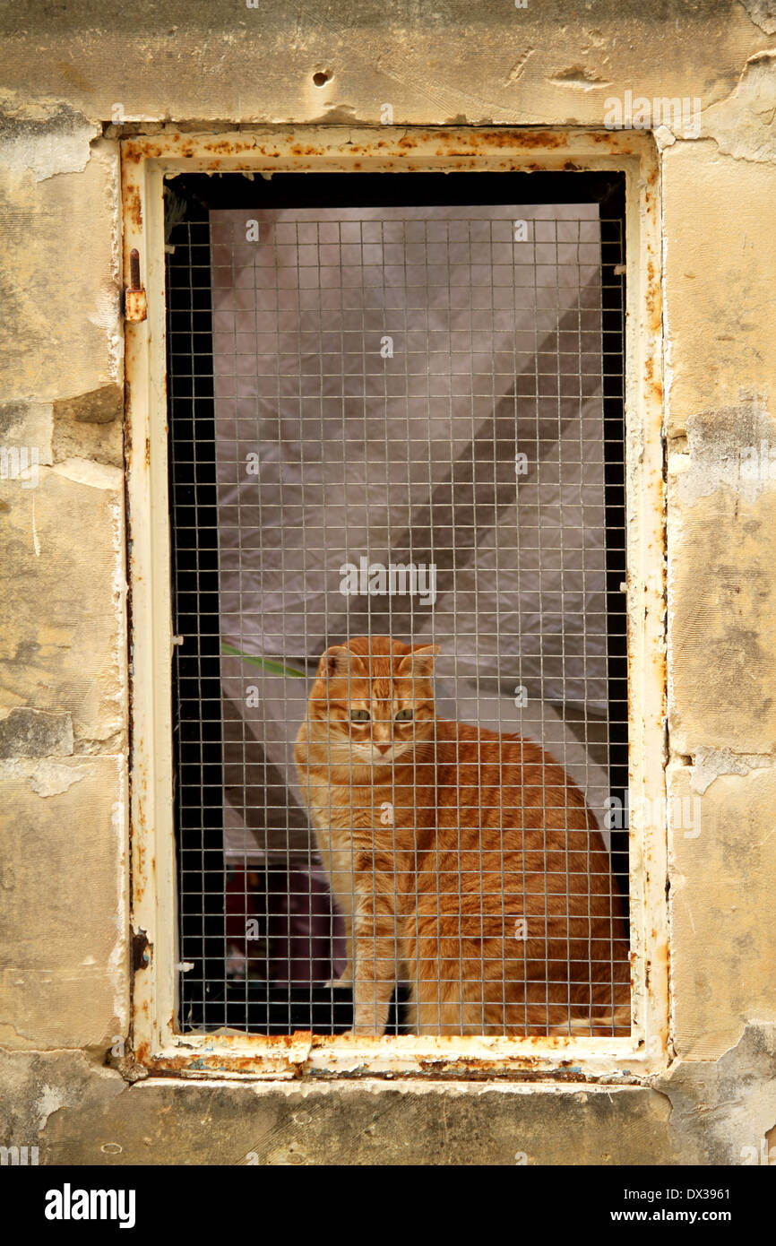 Cat sitting in a window Stock Photo - Alamy