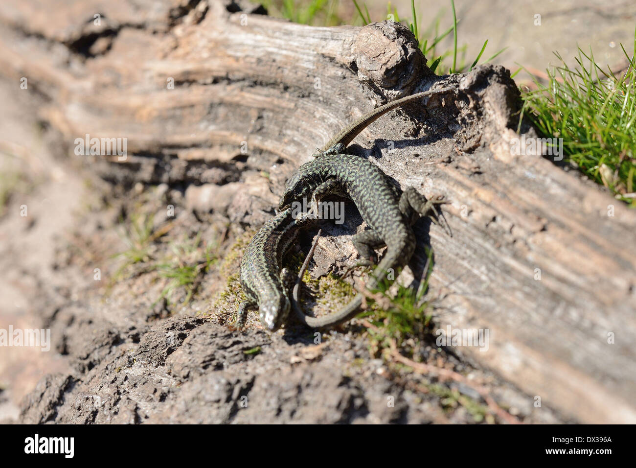Two lizards embracing Stock Photo - Alamy