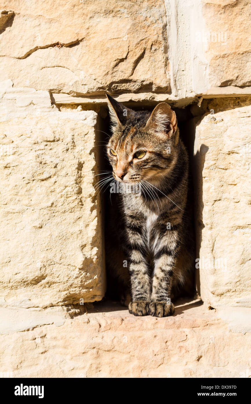 A cat looking from a hole in the wall Stock Photo - Alamy
