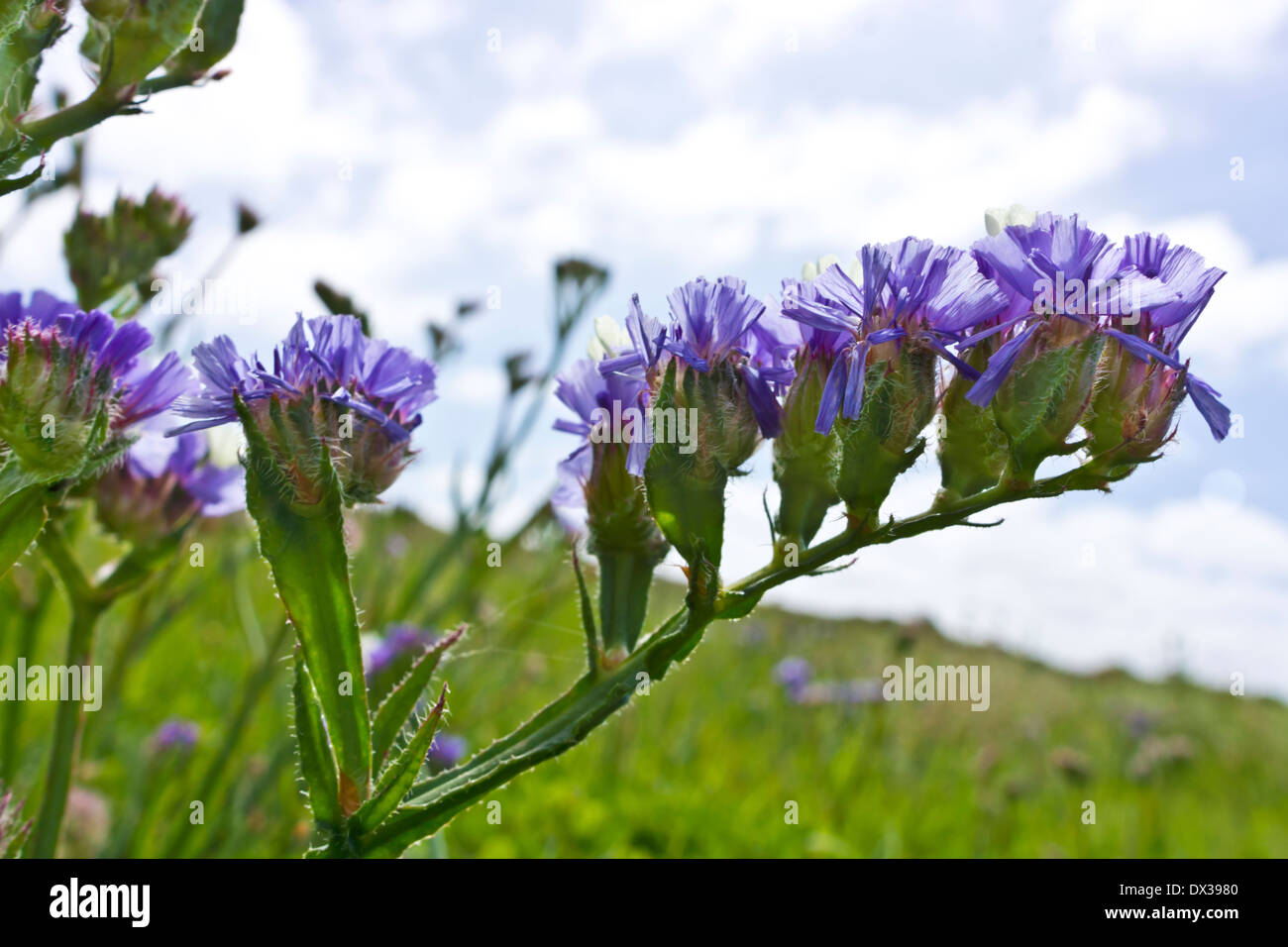 Purple statice flowers hi-res stock photography and images - Alamy