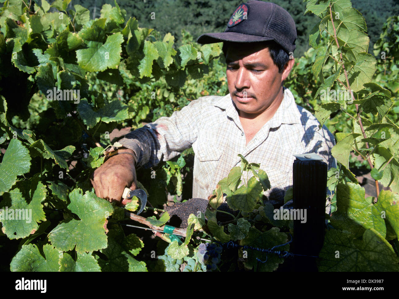 Marijuana farm napa hi-res stock photography and images - Alamy