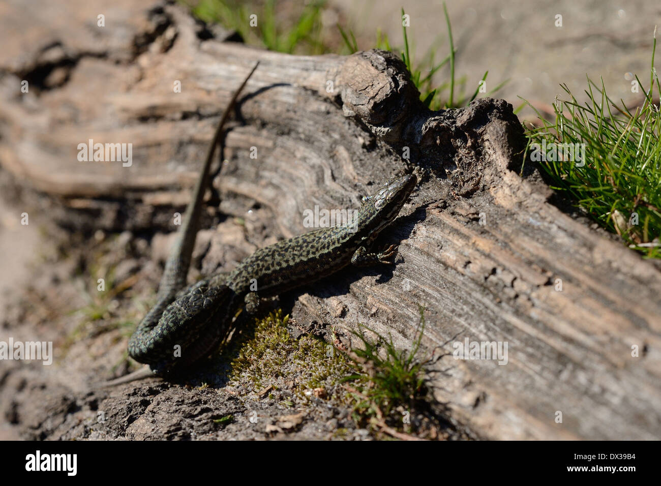 Two lizards embracing Stock Photo - Alamy