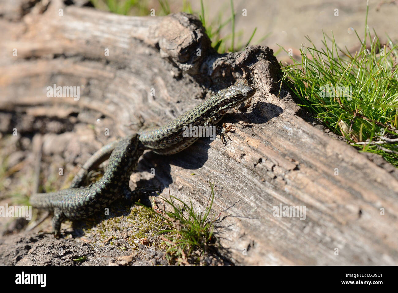 Two lizards embracing Stock Photo - Alamy