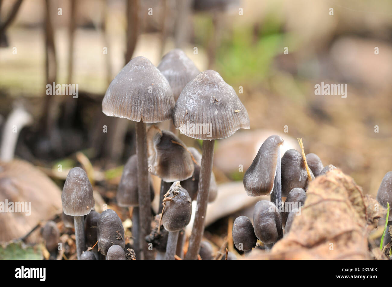 duet of toad stools Stock Photo - Alamy