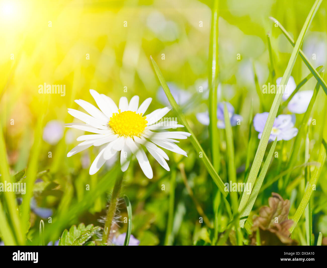 Daisy flower in grass Stock Photo - Alamy
