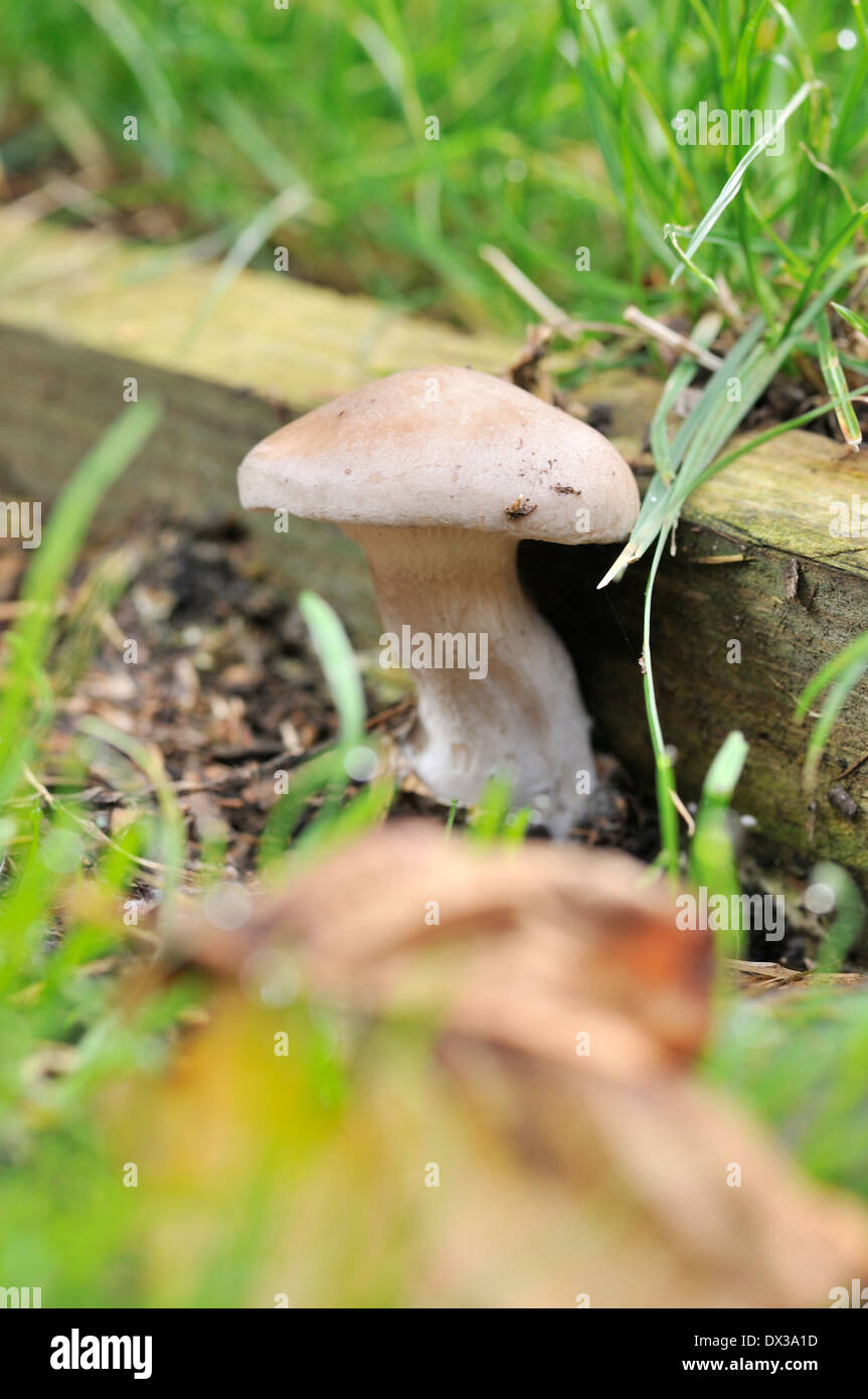single toadstool by a log Stock Photo - Alamy