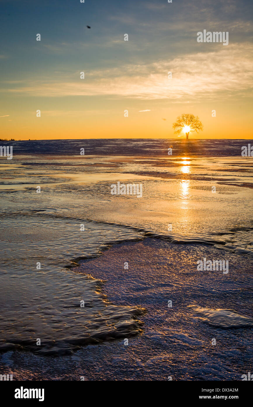 Small tree silhouetted against the sun rising on snowy ice covered ...