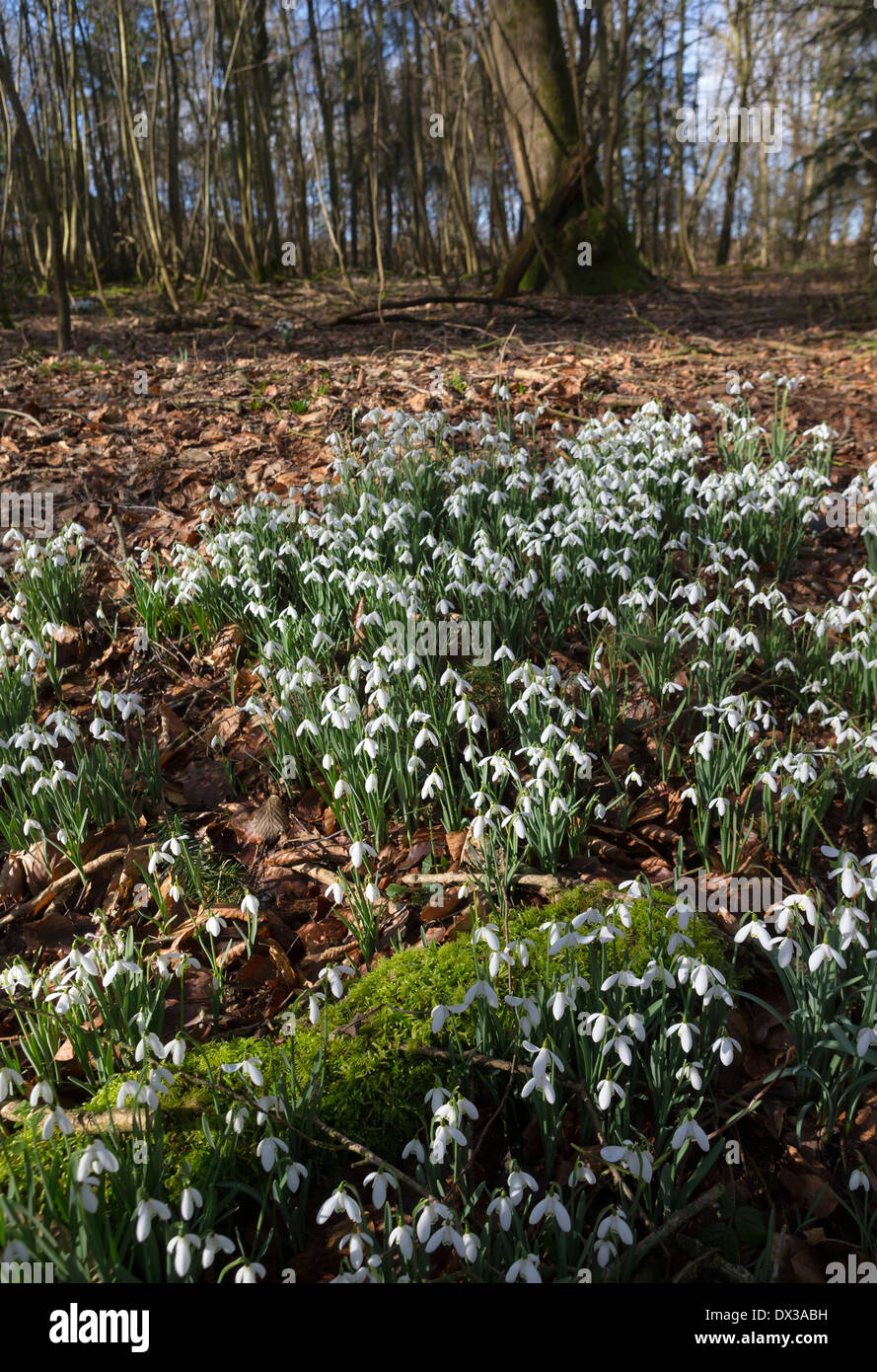 Common snowdrop (Galanthus nivalis) growing wild in English woodland ...