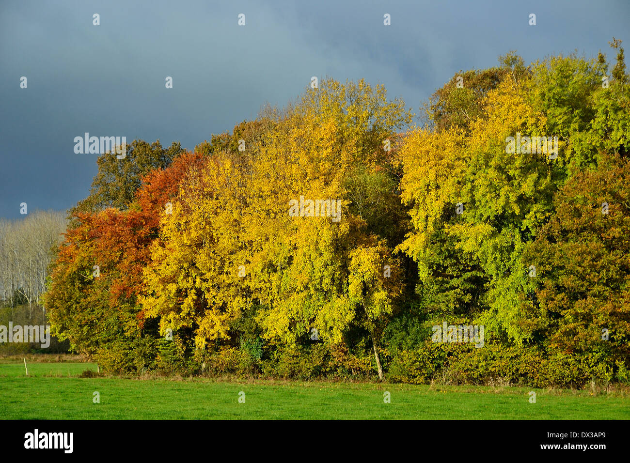 A grove in autumn, hedged farmland of Low-Normandy (Orne, France Stock ...