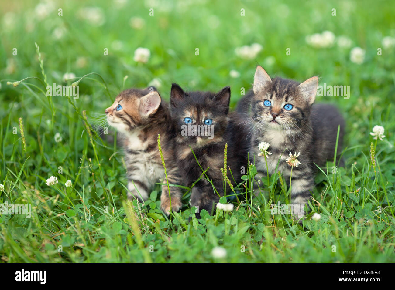 Three cute little kittens walking on the clover lawn Stock Photo - Alamy
