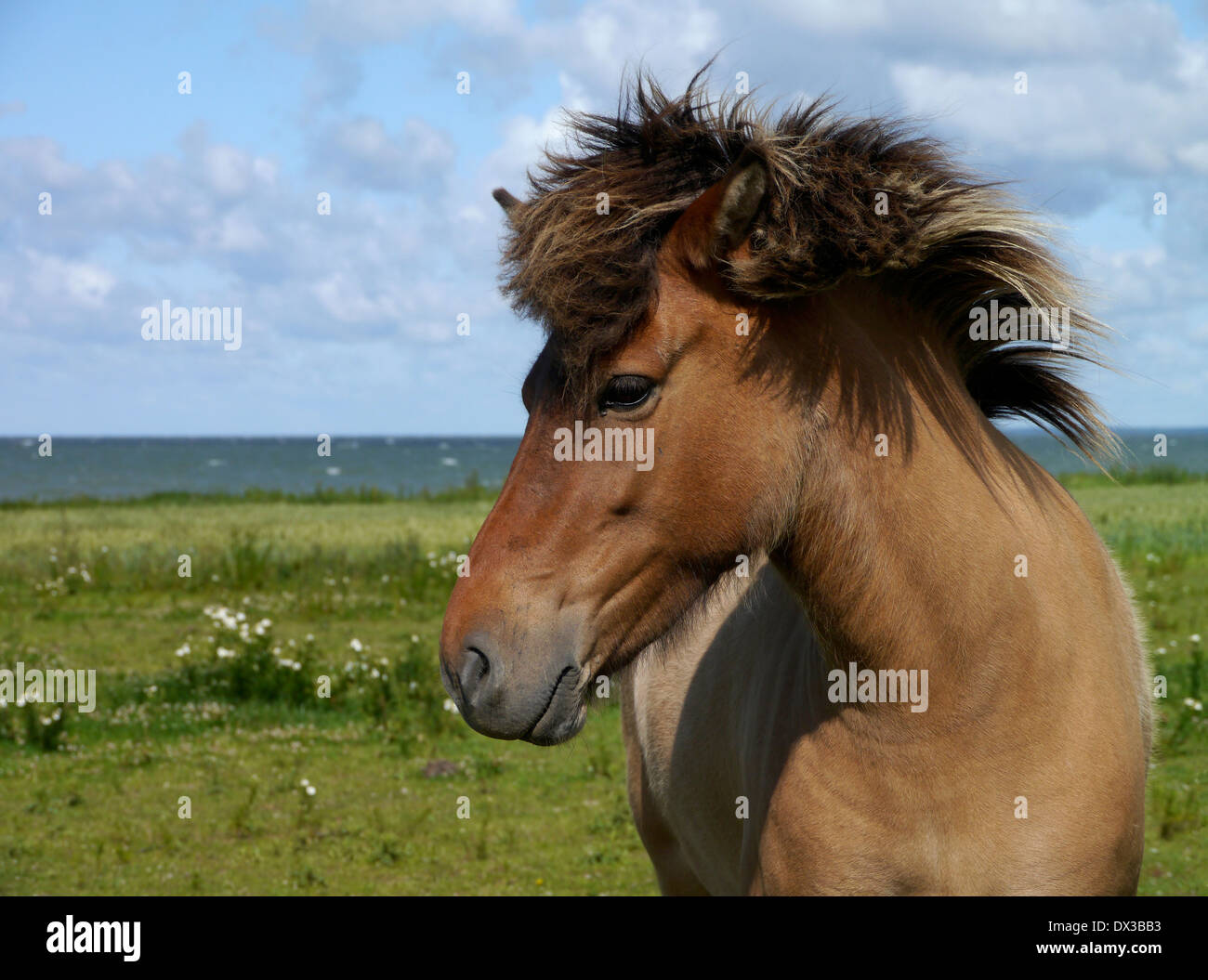 Denmark animals hi-res stock photography and images - Alamy