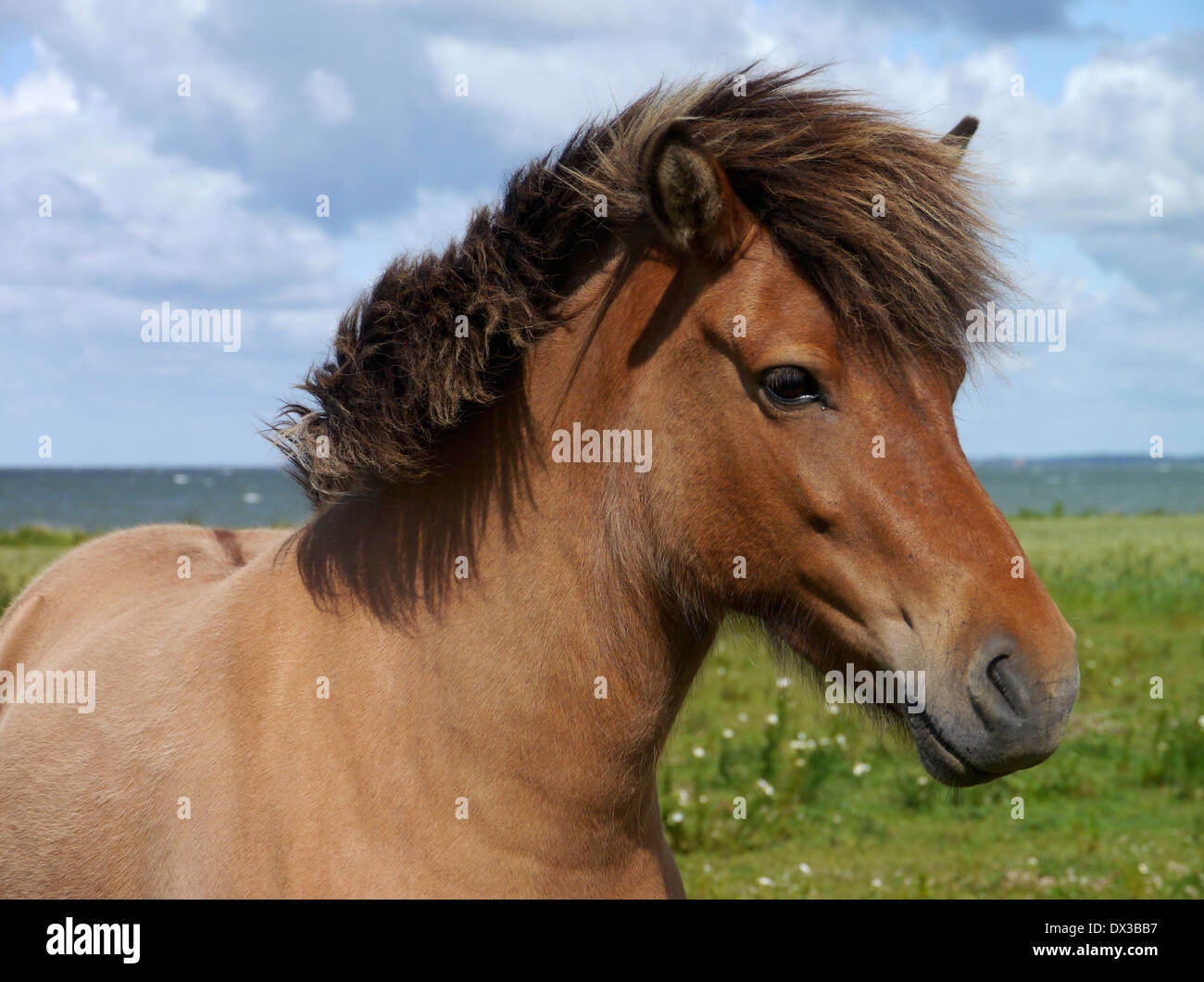 Mammals of denmark hi-res stock photography and images - Alamy