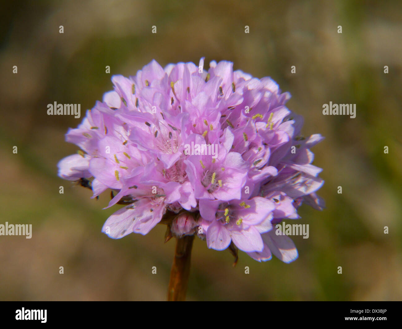Sea thrift hi-res stock photography and images - Alamy