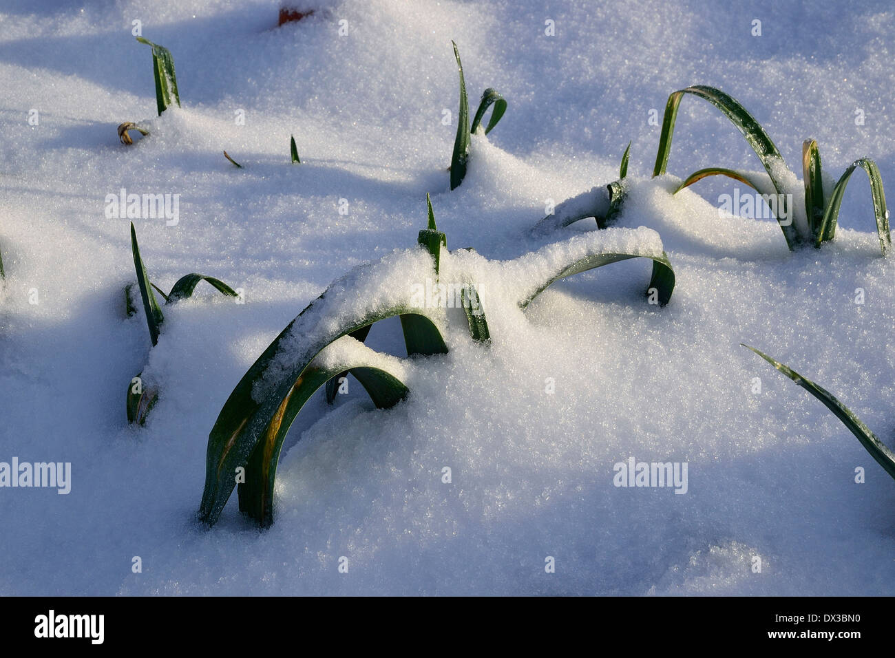 Vegetable garden under snow, mixed bed of leeks (Allium porum) in ...