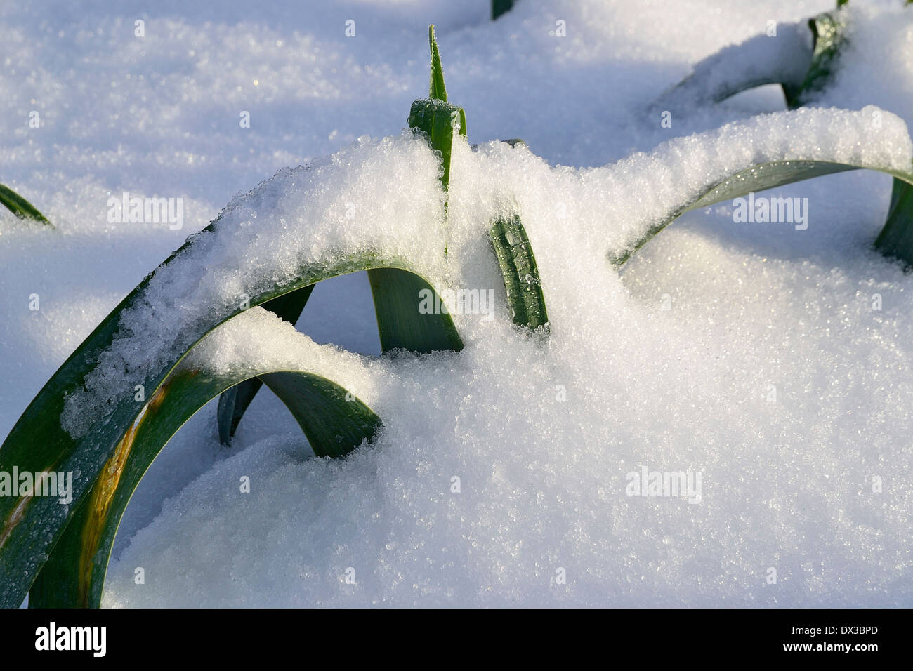 Vegetable garden under snow, mixed bed of leeks (Allium porum) in ...
