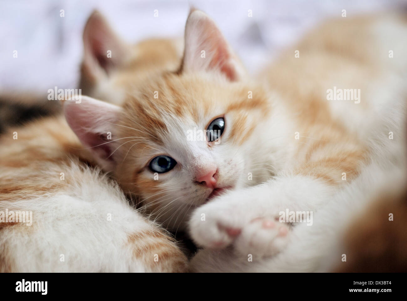 sweet kitty look at camera, close-up face Stock Photo - Alamy