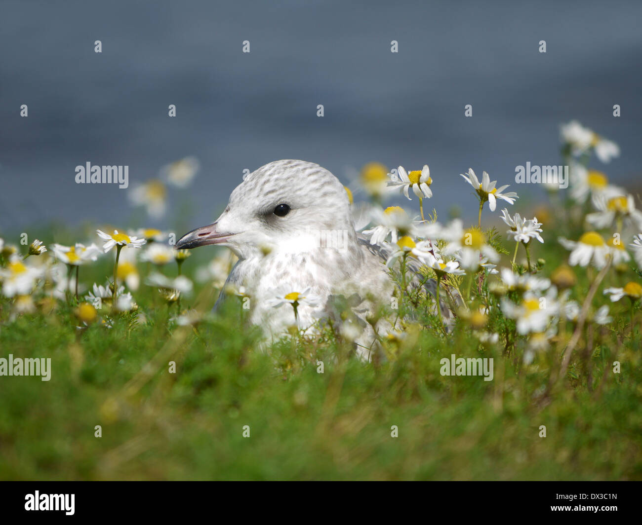 Young gulls hi-res stock photography and images - Alamy