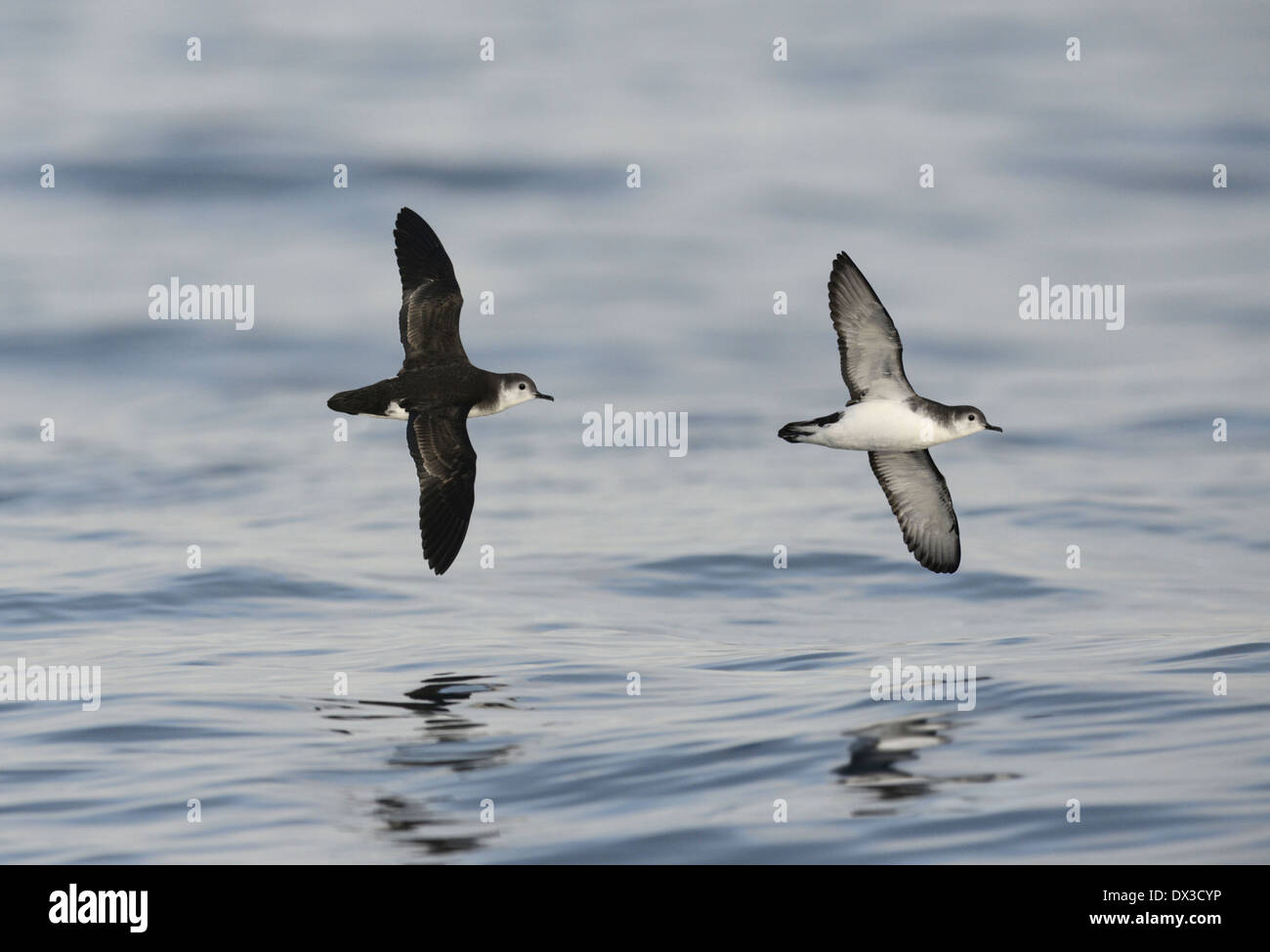 Macaronesian Shearwater - Puffinus baroli Stock Photo - Alamy