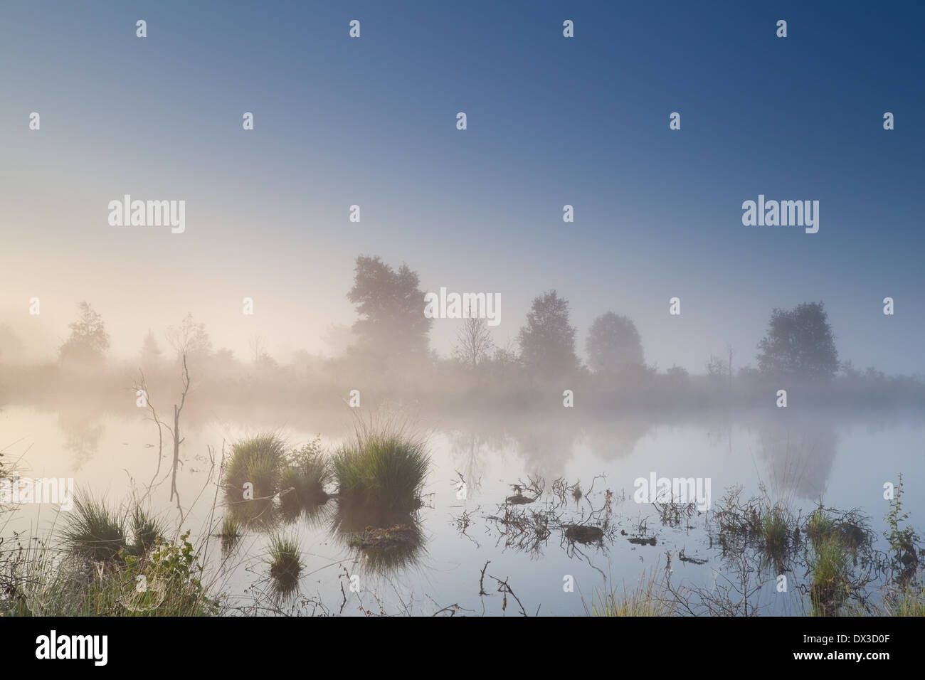misty calm sunrise over swamp, Fochteloerveen, Drenthe, Friesland ...