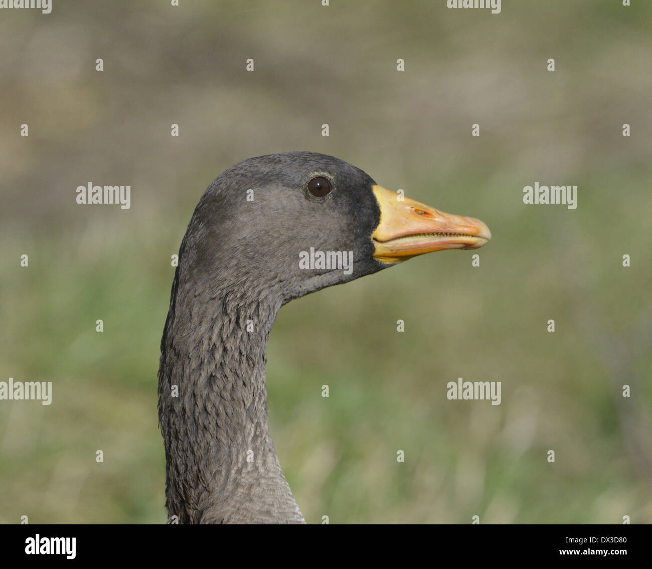 Greater White Fronted Goose Juvenile