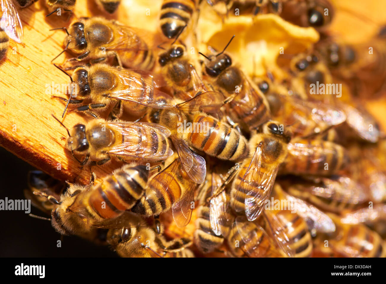 Bees in a Hive Stock Photo - Alamy