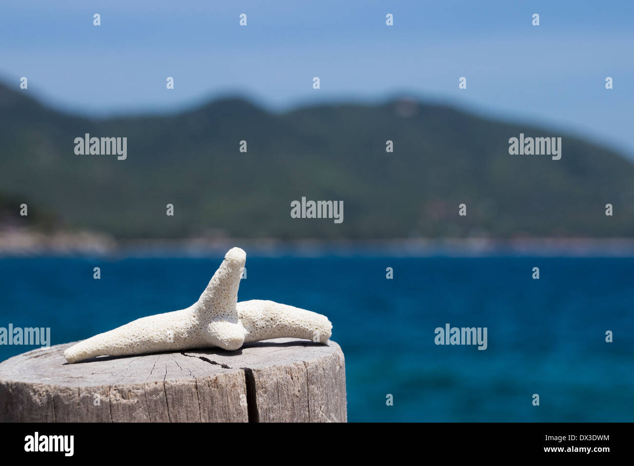 Sea Star on a pier with Koh Tao island on the background. Koh ...
