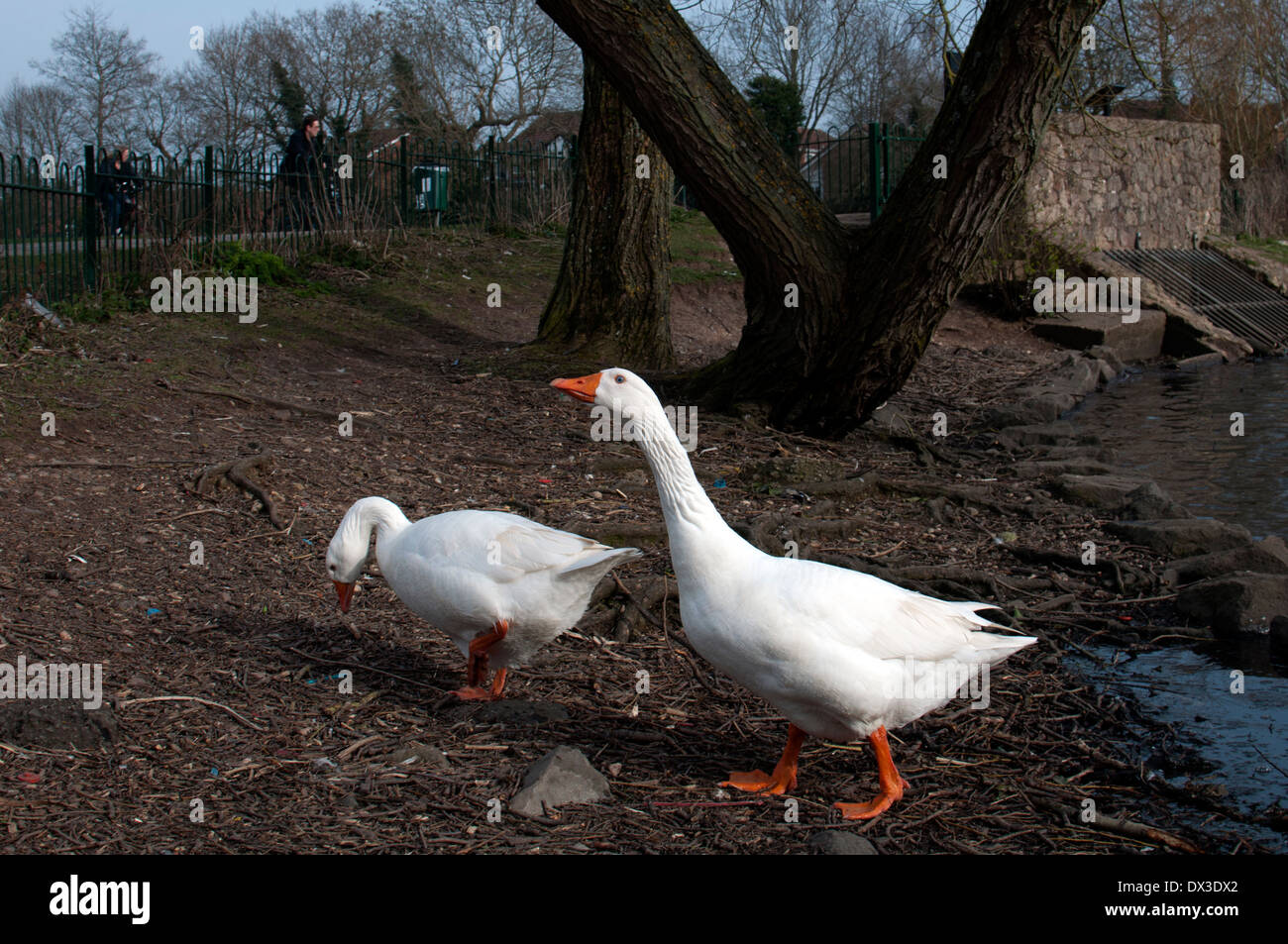White geese at Hillfield Park Nature Reserve, Monkspath, Solihull, West ...