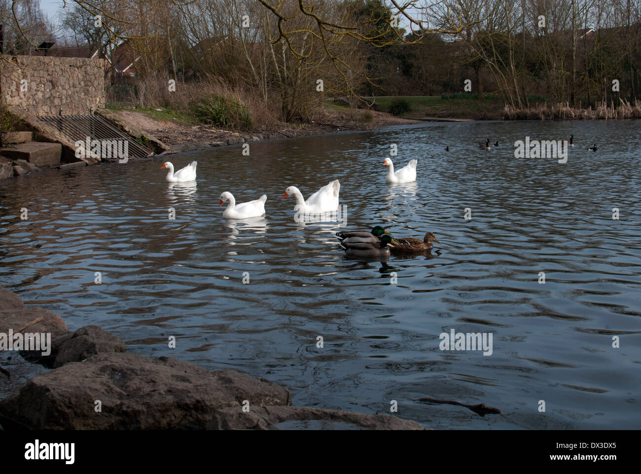 The lake at Hillfield Park Nature Reserve, Monkspath, Solihull, West ...