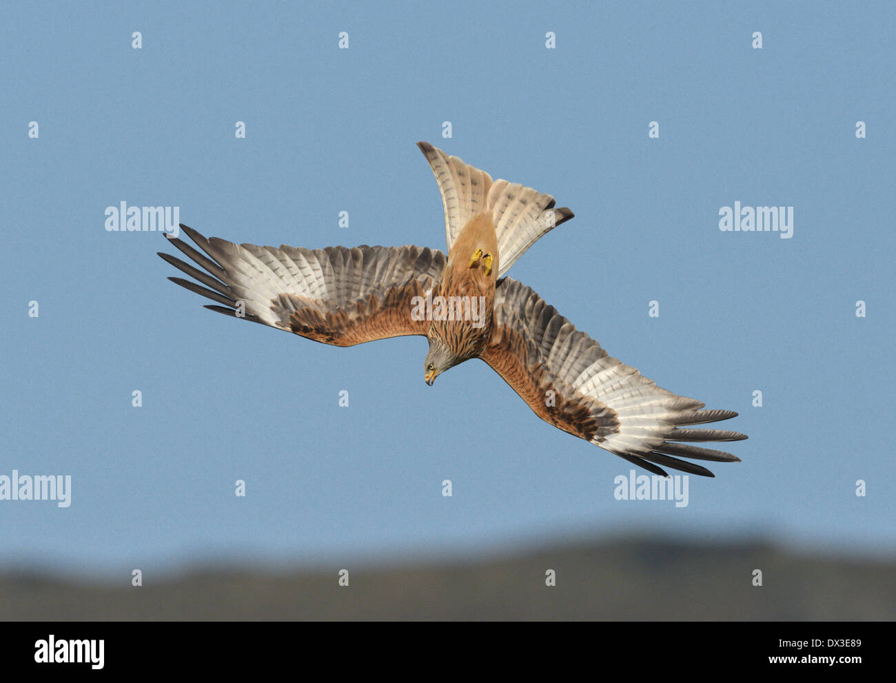 Red kite bird bird hi-res stock photography and images - Alamy