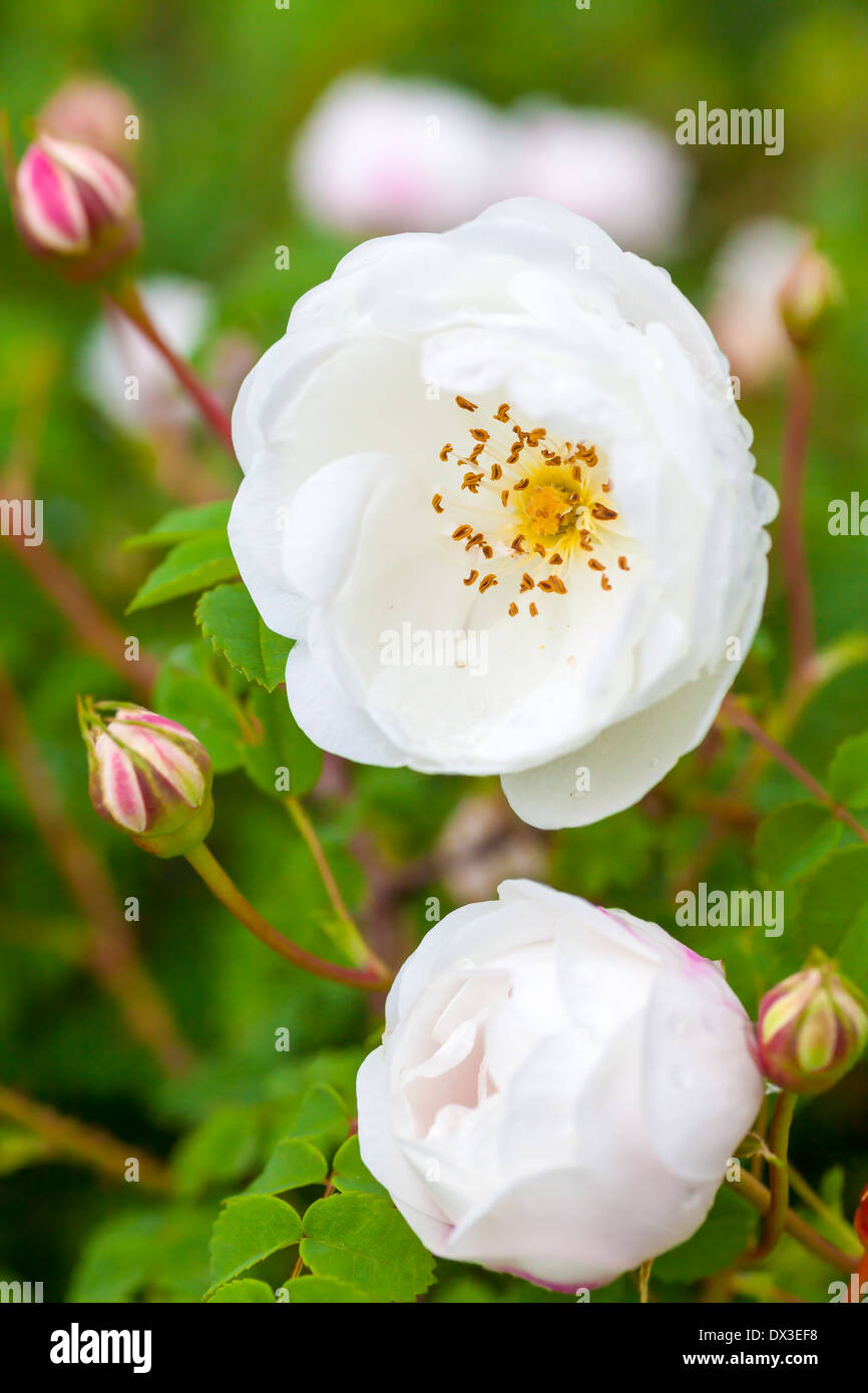 Little white roses in the summer garden Stock Photo - Alamy
