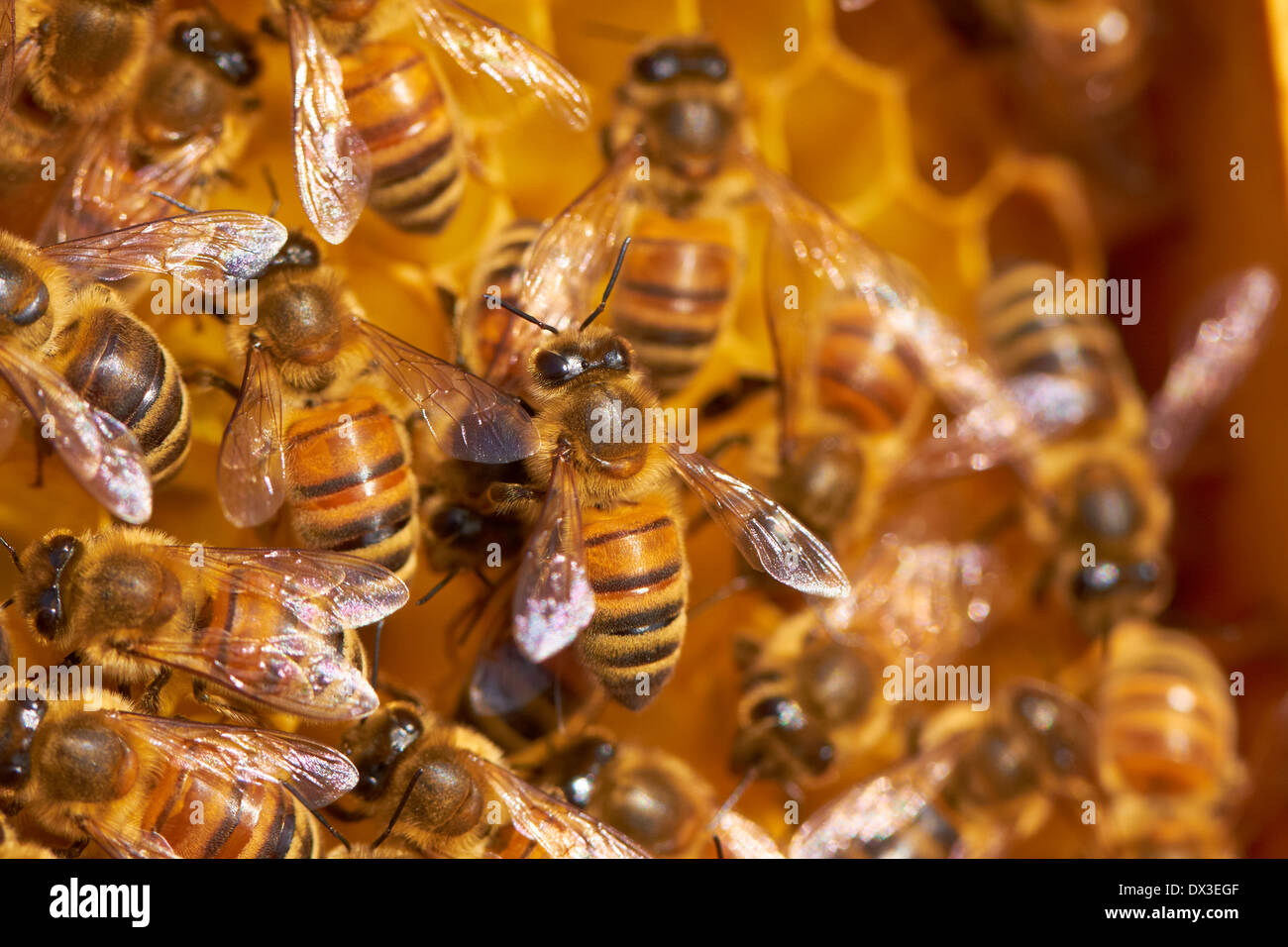 Bees in a Hive Stock Photo - Alamy