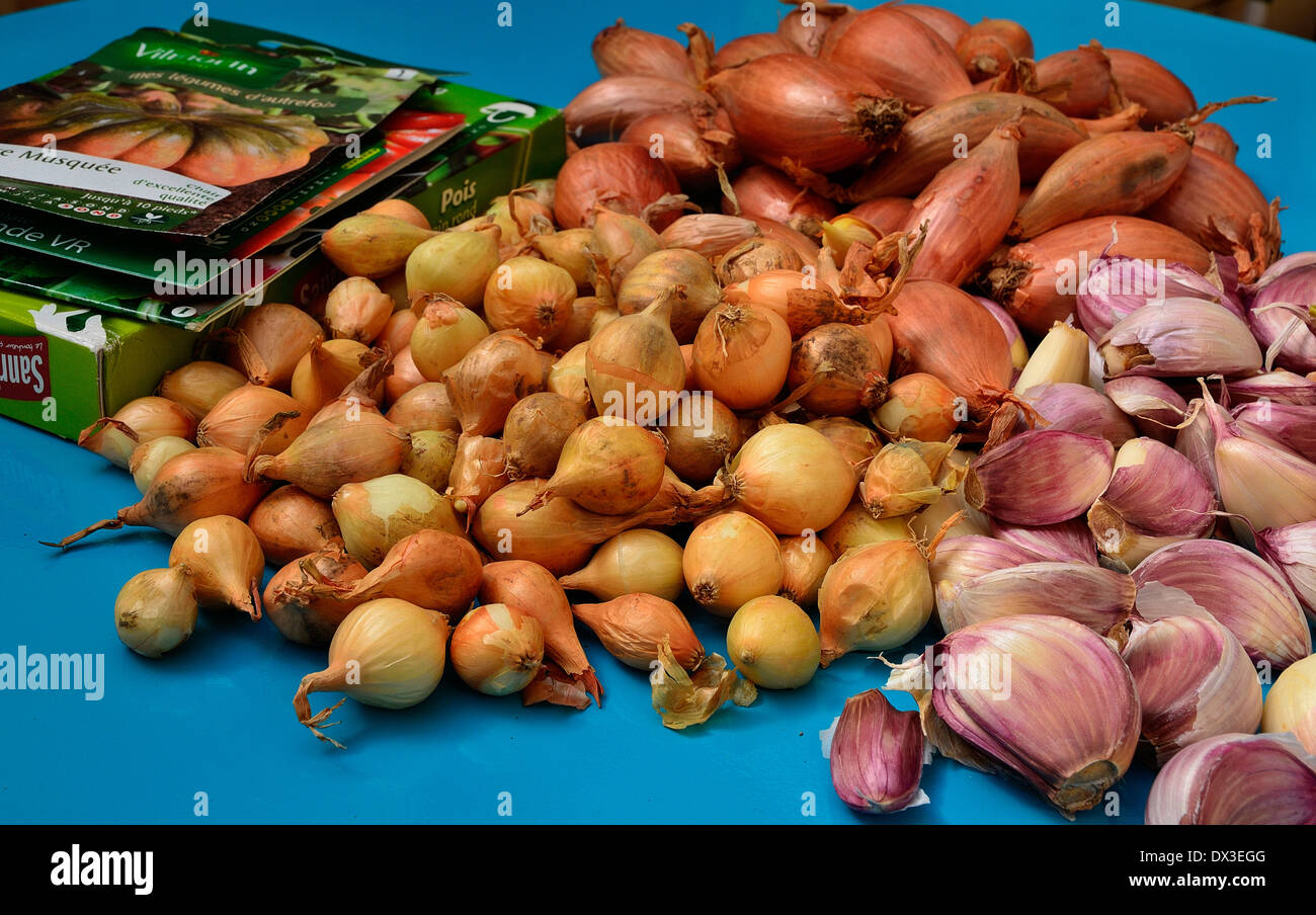 Allium sp hi-res stock photography and images - Alamy