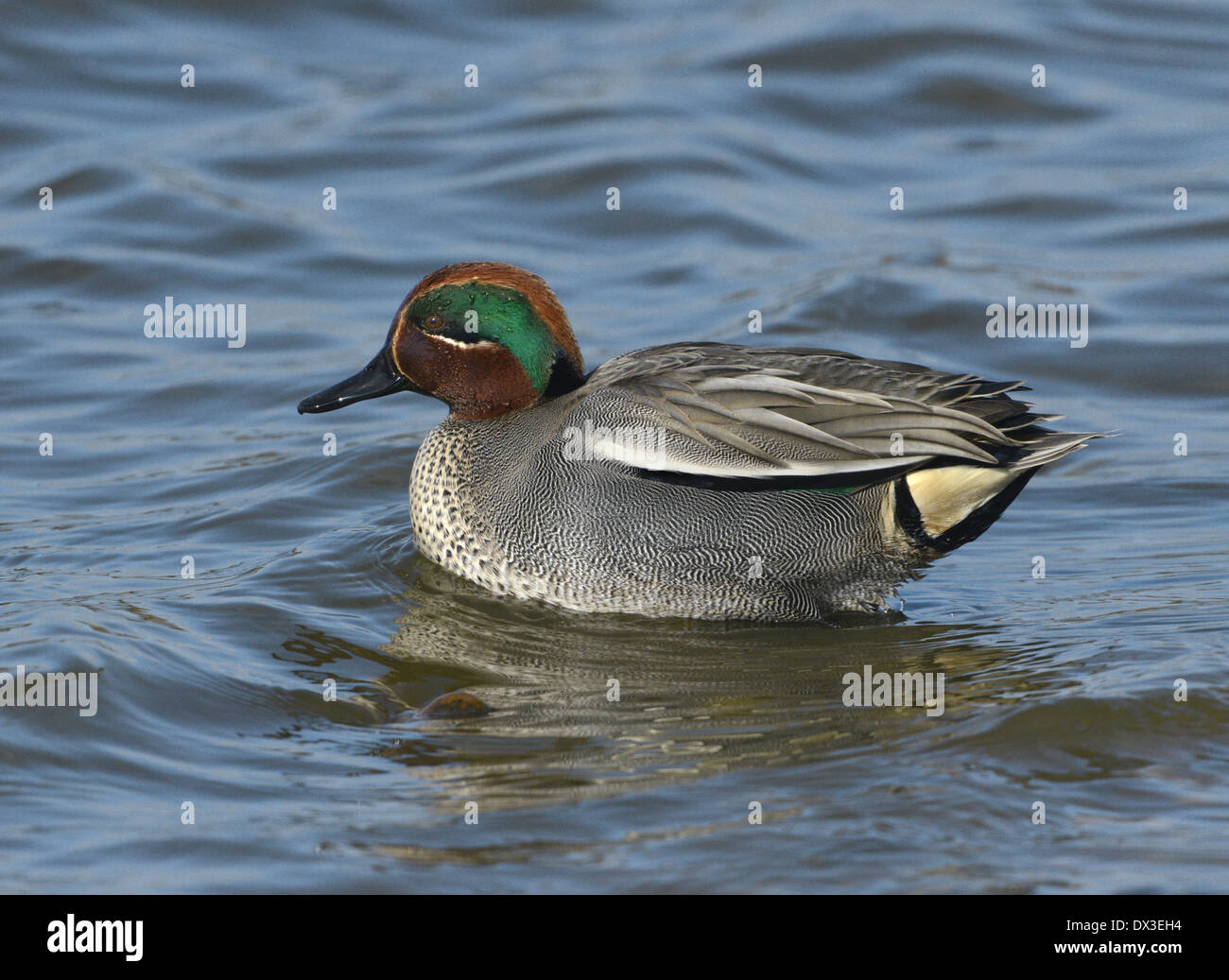 Teal Anas crecca - Male Stock Photo - Alamy