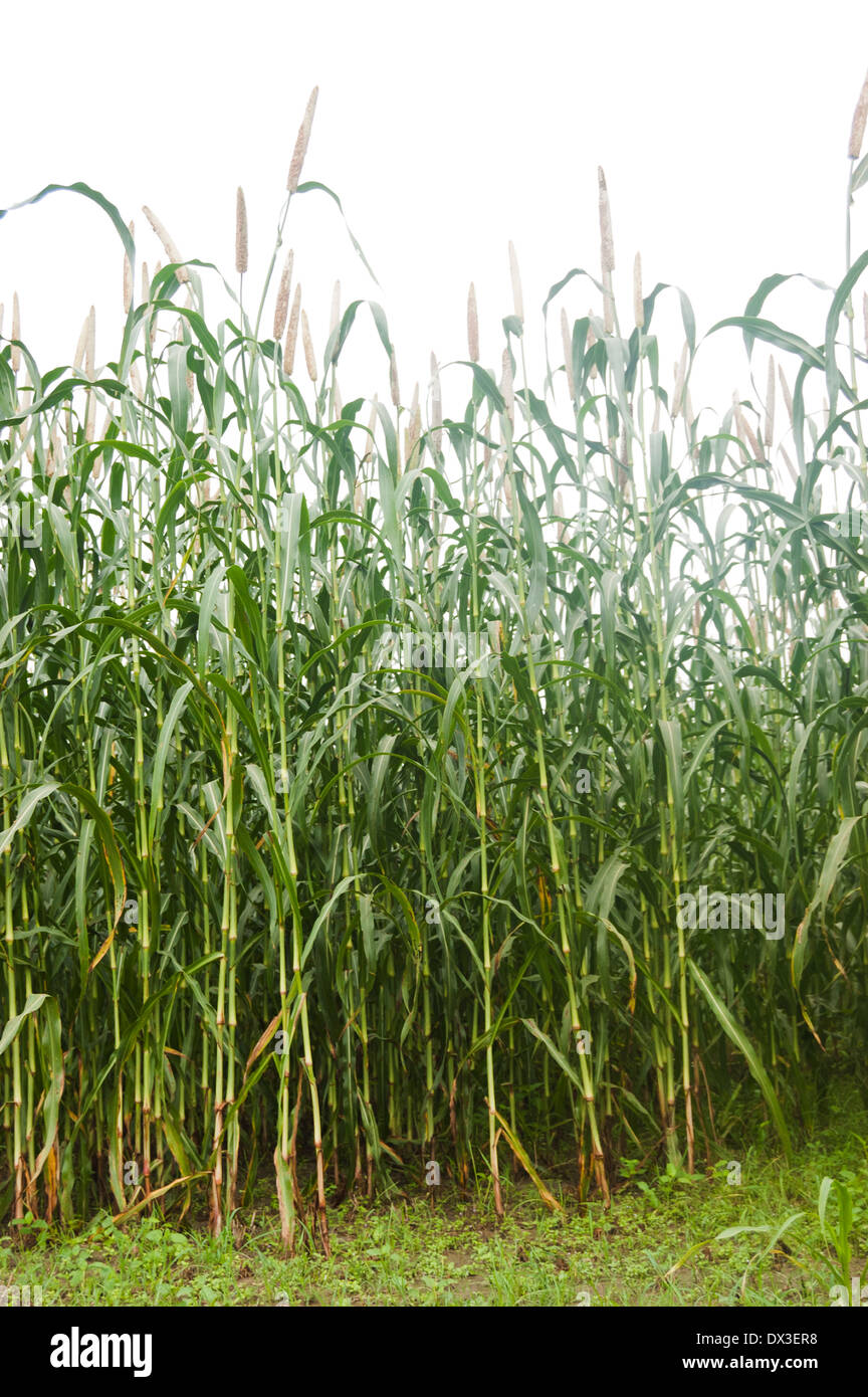Indian corns hi-res stock photography and images - Alamy