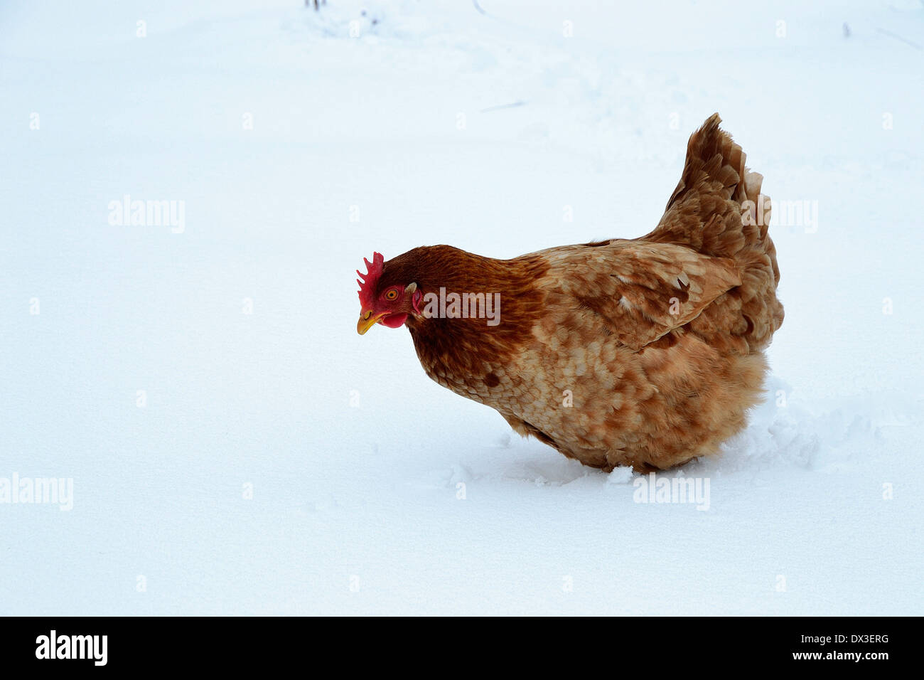 La poule de pays hi-res stock photography and images - Alamy