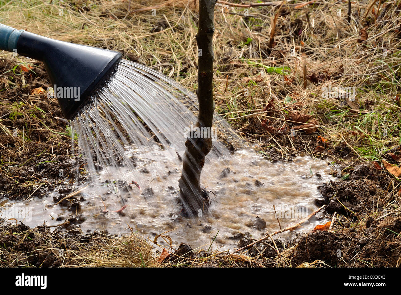 Watering of a young plant of apple tree after planting (Malus domestica ...