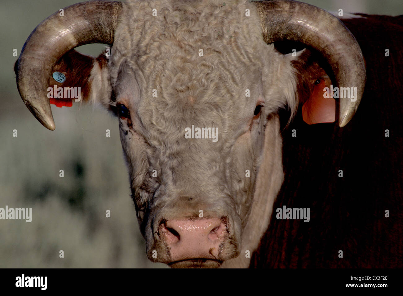 Hereford bull head hi-res stock photography and images - Alamy