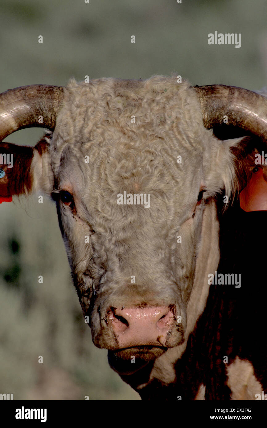 Hereford bull head hi-res stock photography and images - Alamy
