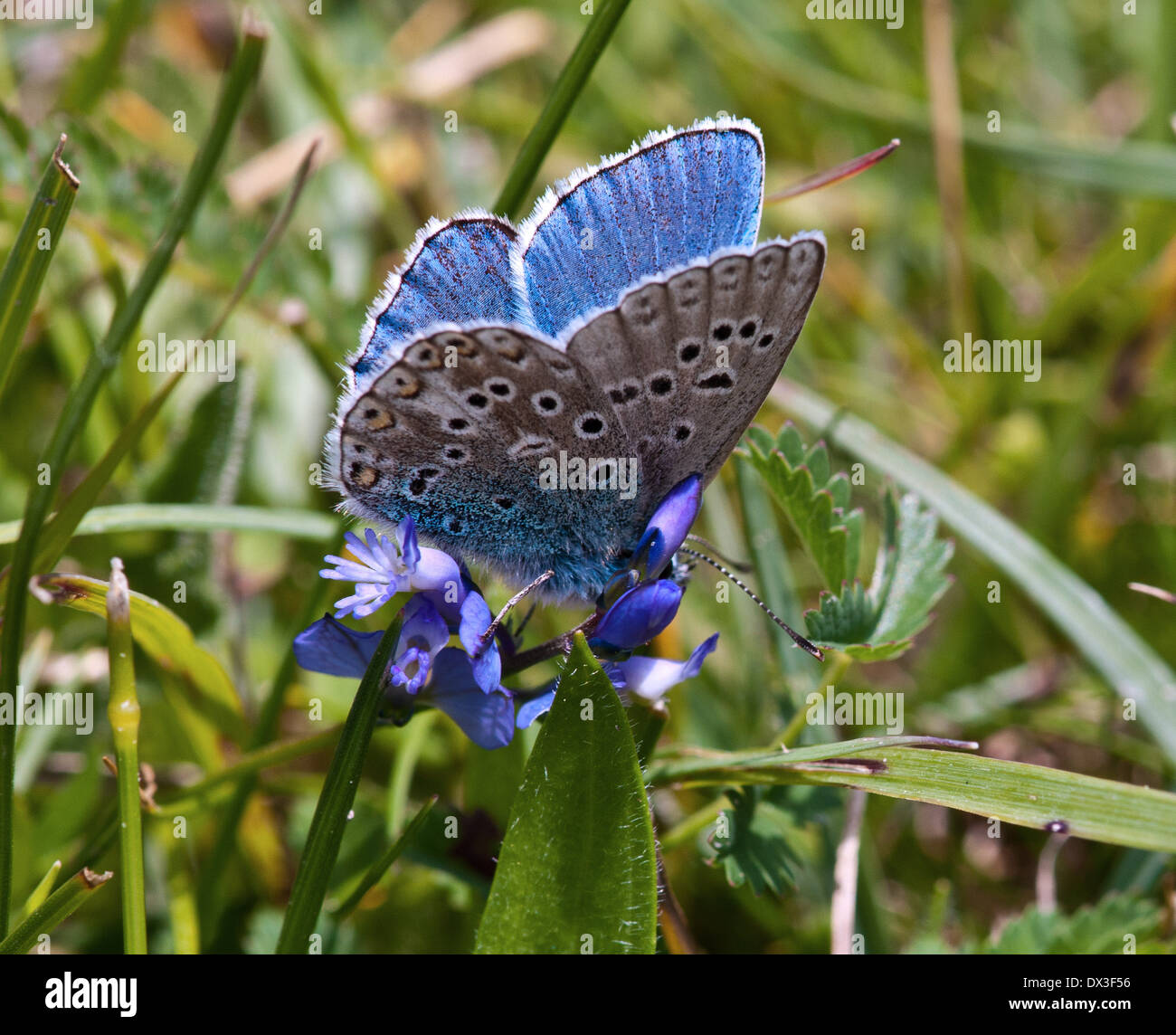 Common Blue Butterfly Polyommatus icarus Stock Photo - Alamy