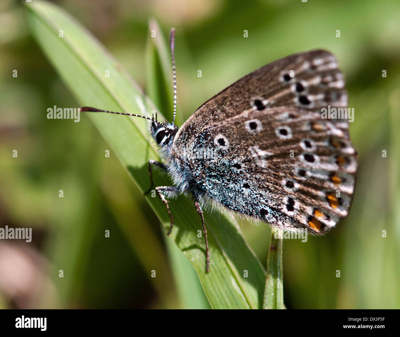Common Blue Butterfly Polyommatus icarus Stock Photo - Alamy