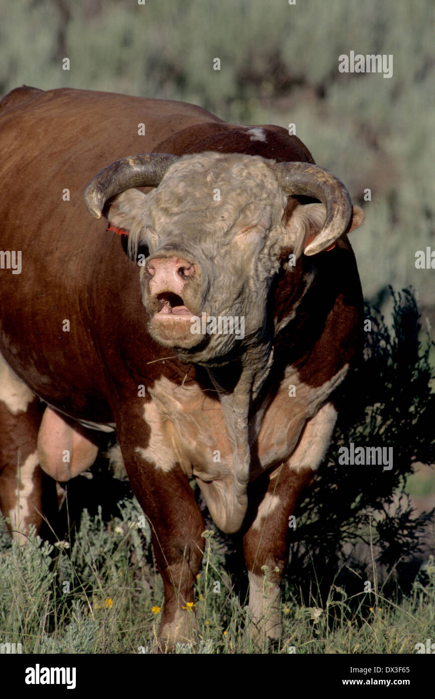 Bellowing bull hi-res stock photography and images - Alamy